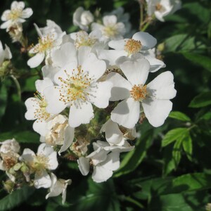 Multiflora Rose Rosa Multiflora 10 Seeds - Etsy