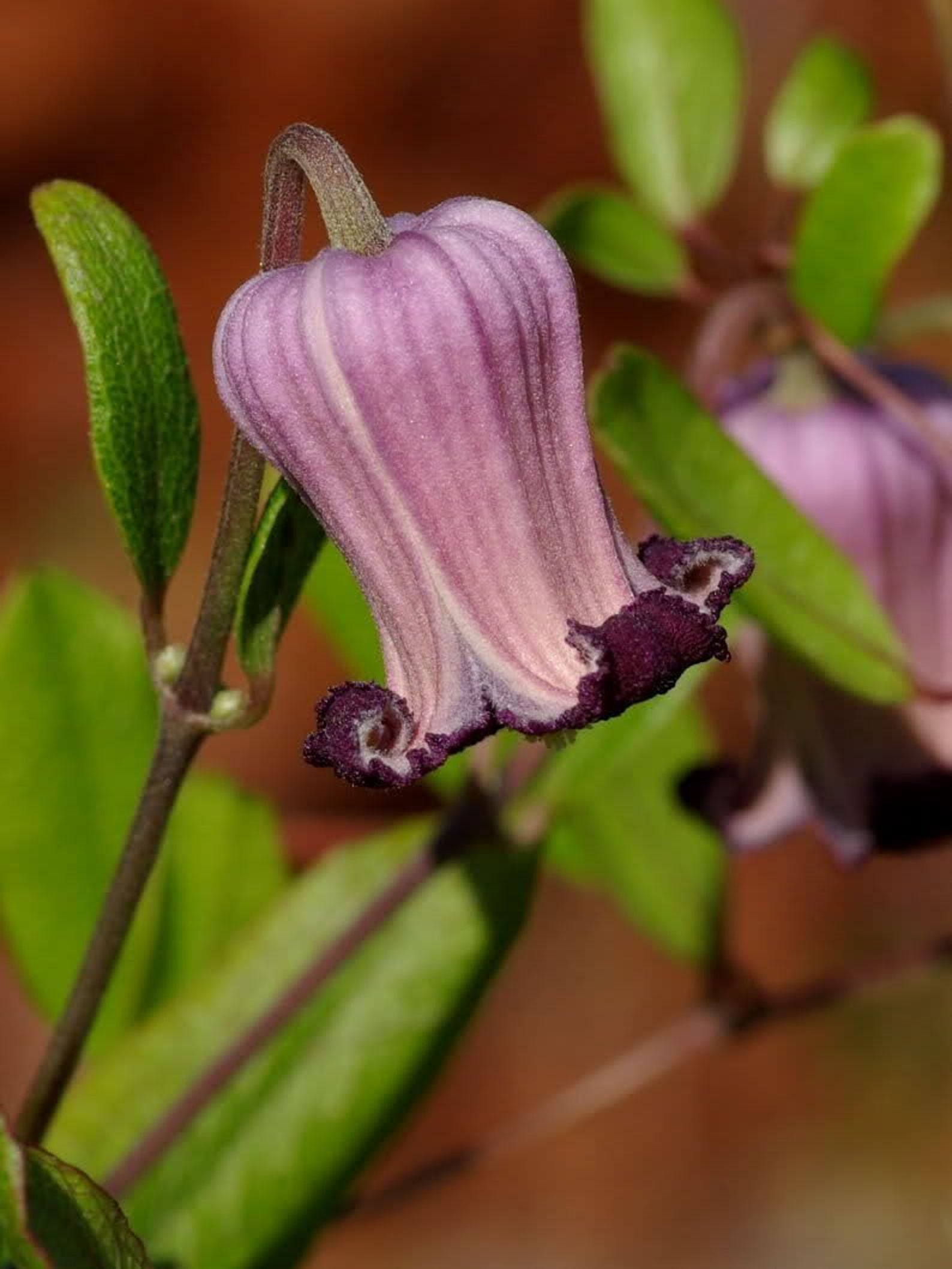 Netleaf Leather Flower Clematis Reticulata Organic 10 Seeds - Etsy