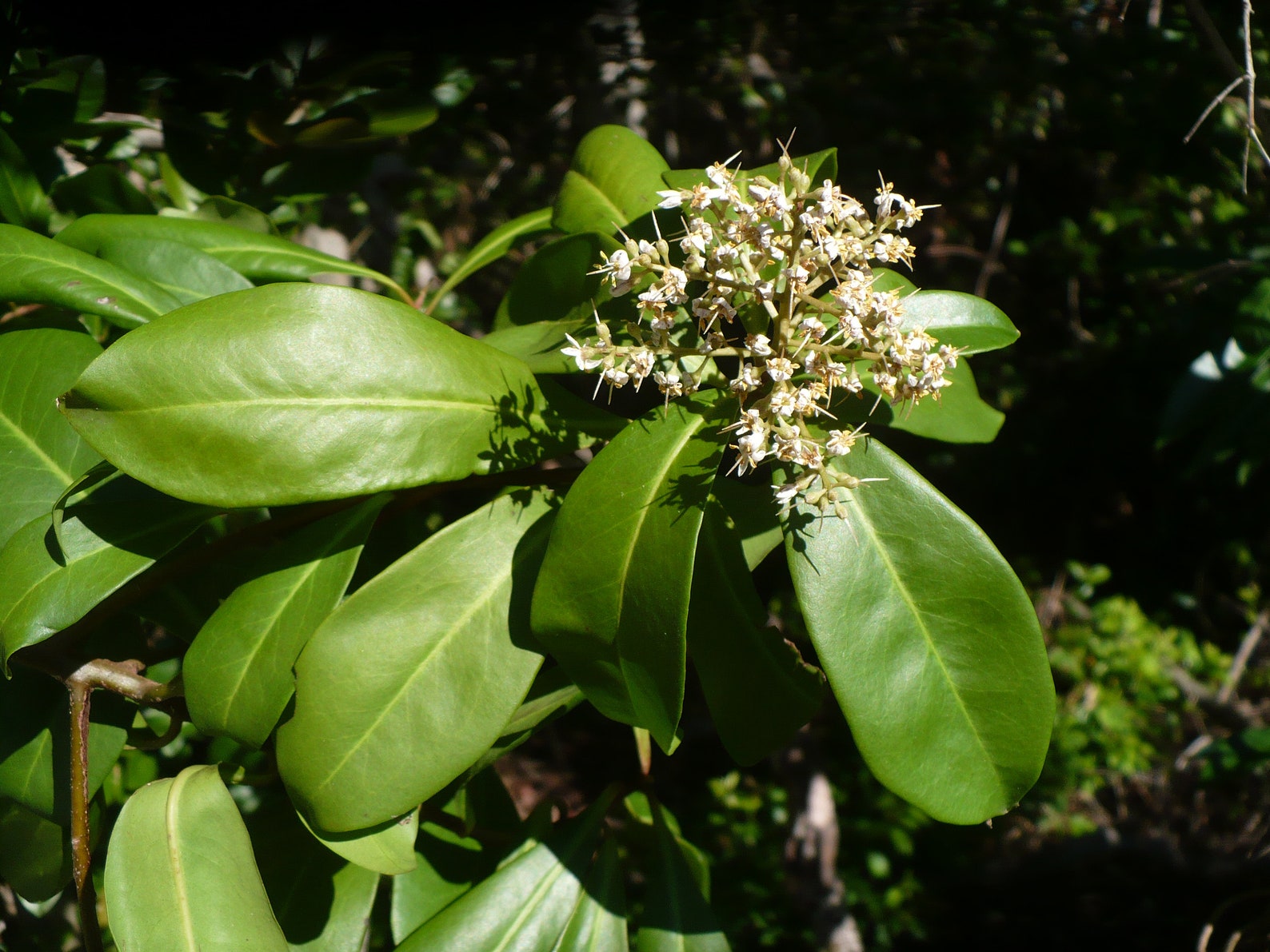 Marlberry Ardisia Escallonioides 20 Seeds - Etsy