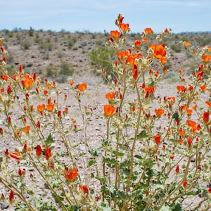 Desert Globemallow Sphaeralcea Ambigua 100 Seeds USA Company - Etsy