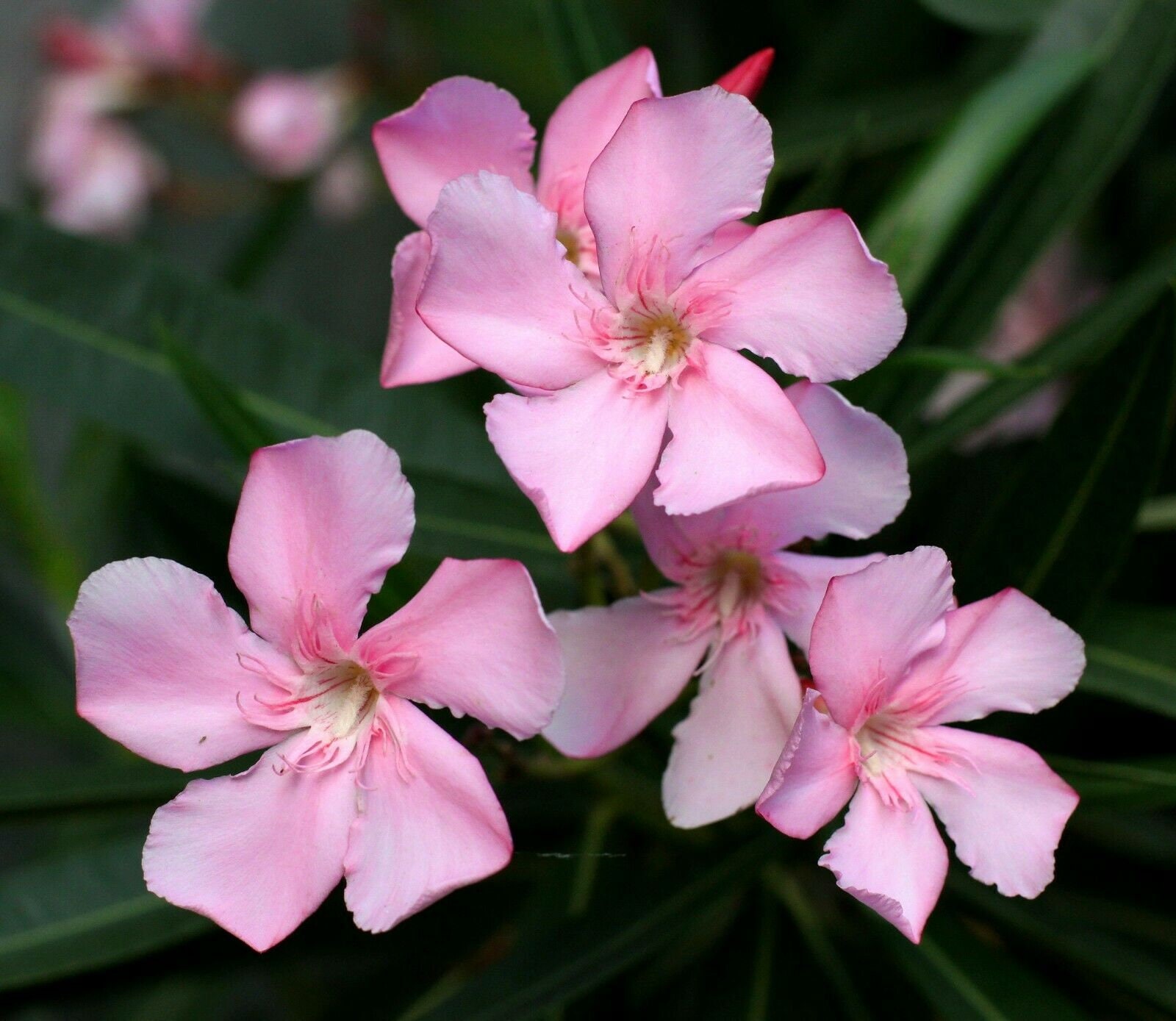 Light Pink Oleander Nerium Oleander 20 Seeds - Etsy Canada