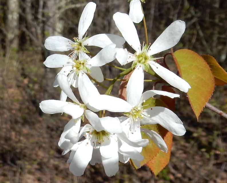 Downy Serviceberry Amelanchier arborea 10 Seeds Free US | Etsy