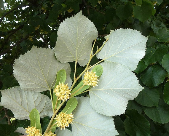 Silver Linden Silver Lime Tilia Tomentosa 20 Seeds - Etsy