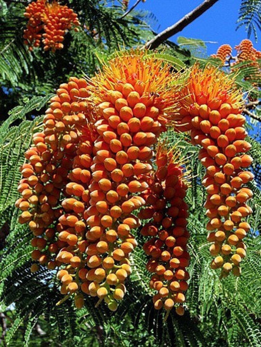 Colville's Glory Colvillea Racemosa 5 Seeds USA Company - Etsy