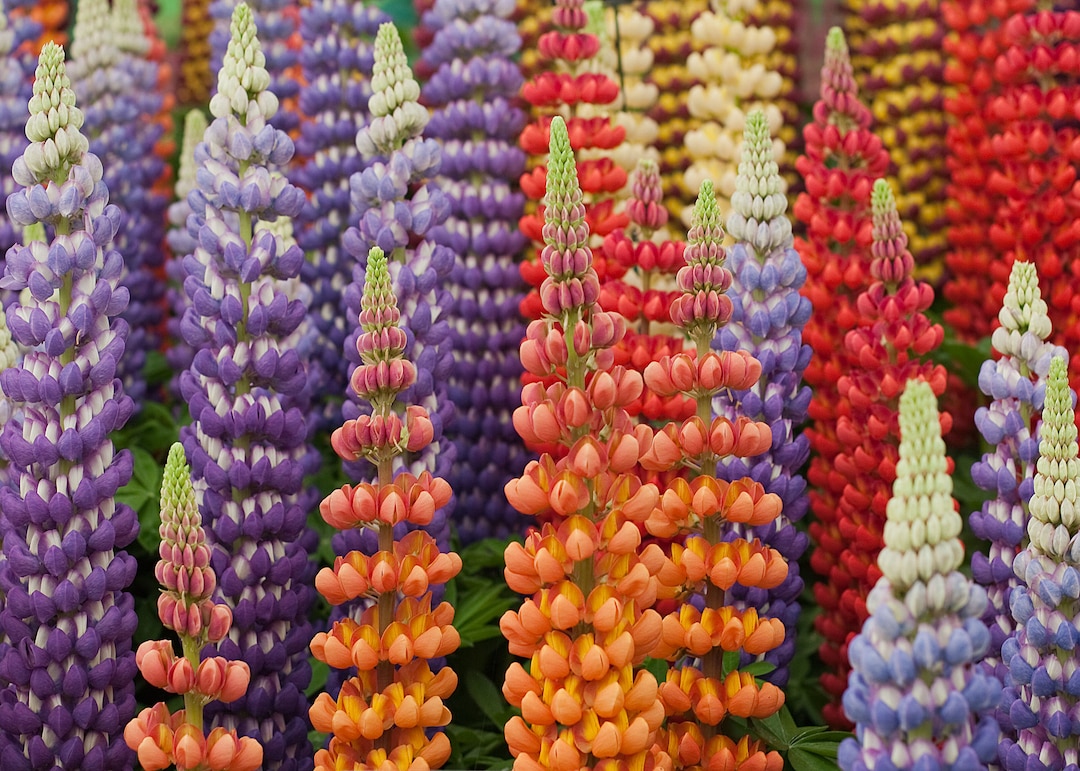 Russell Lupine Mix Lupinus Polyphyllus 100 Seeds - Etsy
