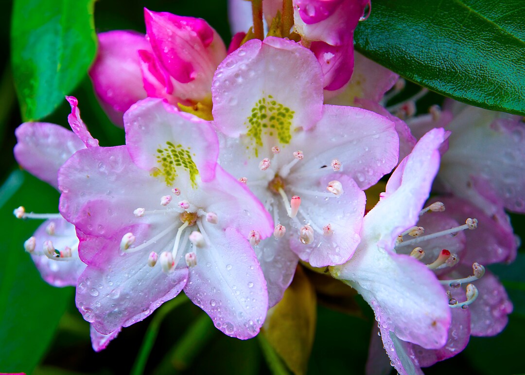 Rosebay Rhododendron Rhododendron Maximum 20 Seeds - Etsy