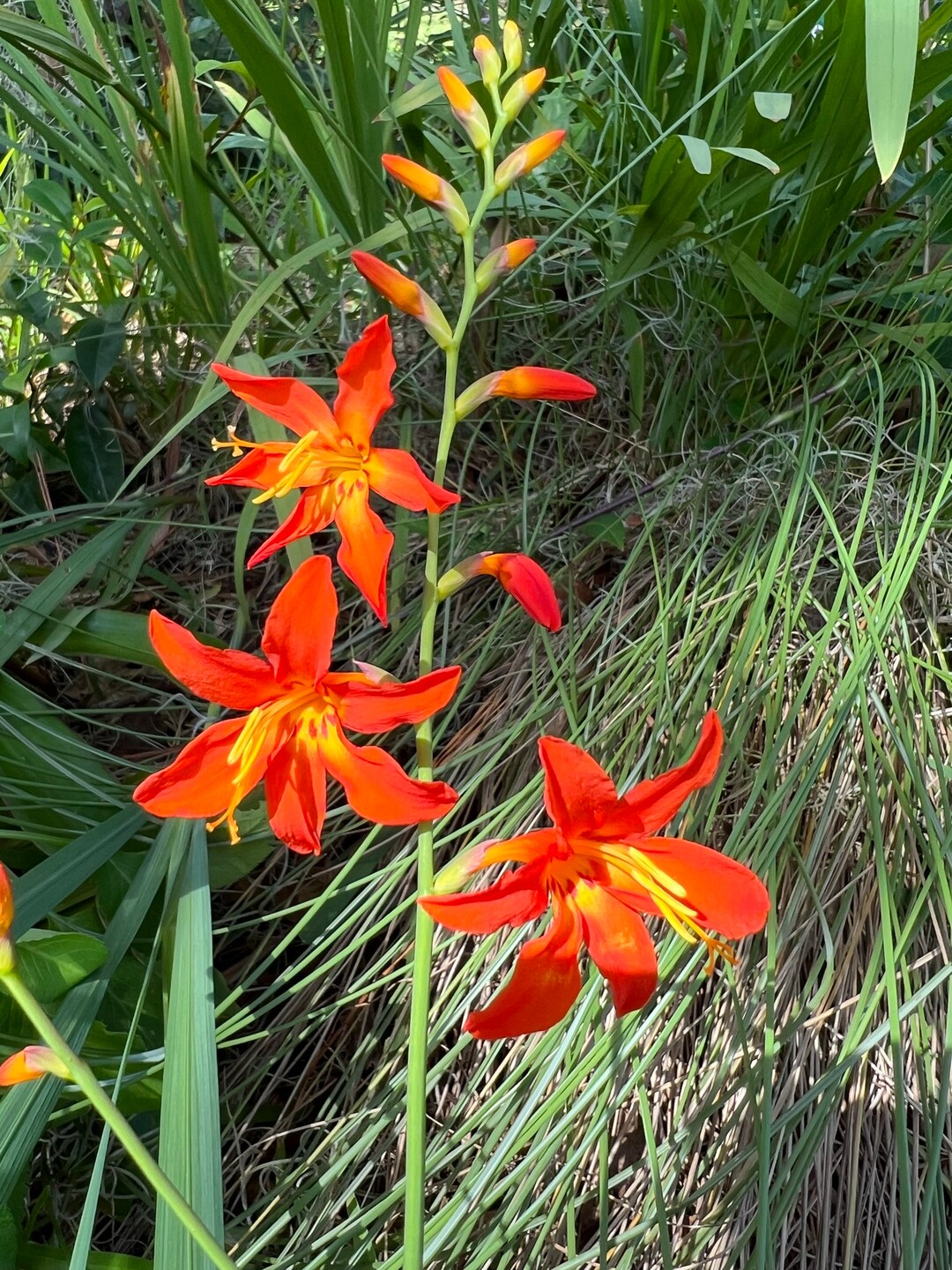 Coppertips Crocosmia Paniculata 50 Seeds - Etsy
