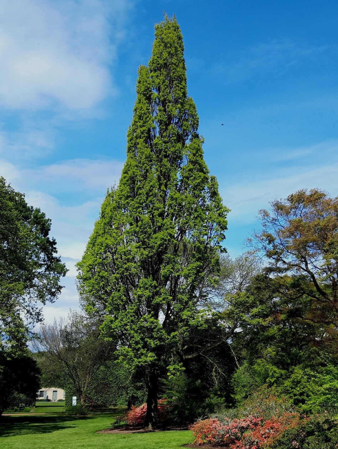 Columnar English Oak Quercus Robur 10 Seeds - Etsy Columnar English Oak Quercus Robur 10 Seeds - Etsy