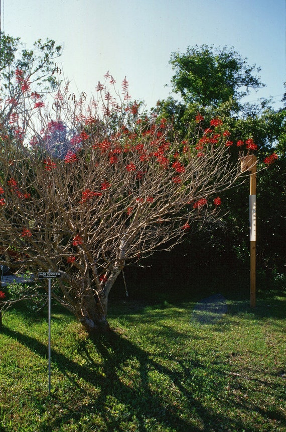 Native Coral Bean