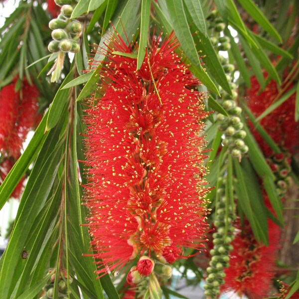 Bottlebrush Trees - Etsy