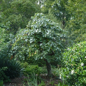 Mexican Redbud Cercis Canadensis Var. Mexicana 20 Seeds - Etsy