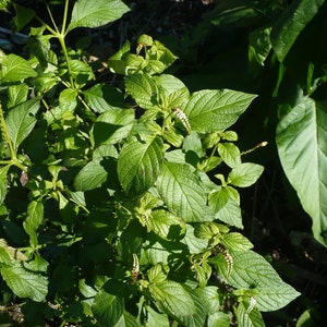 Scorpion-tail Butterfly Heliotrope Heliotropium Angiospermum 20 Seeds ...