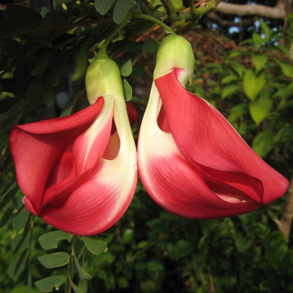 White Hummingbird Tree - Etsy