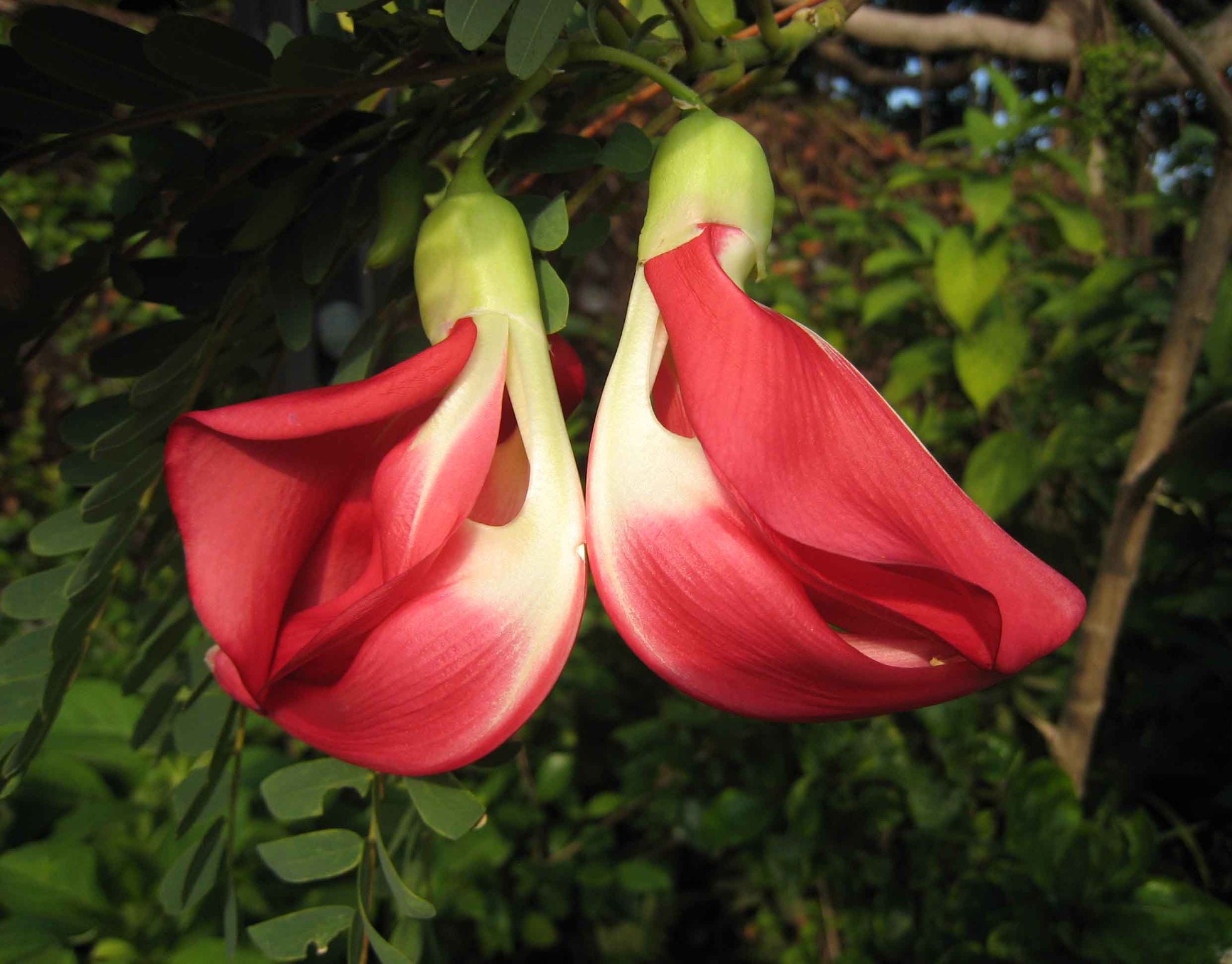 Red Hummingbird Tree Sesbania Grandiflora 10 Seeds free US | Etsy
