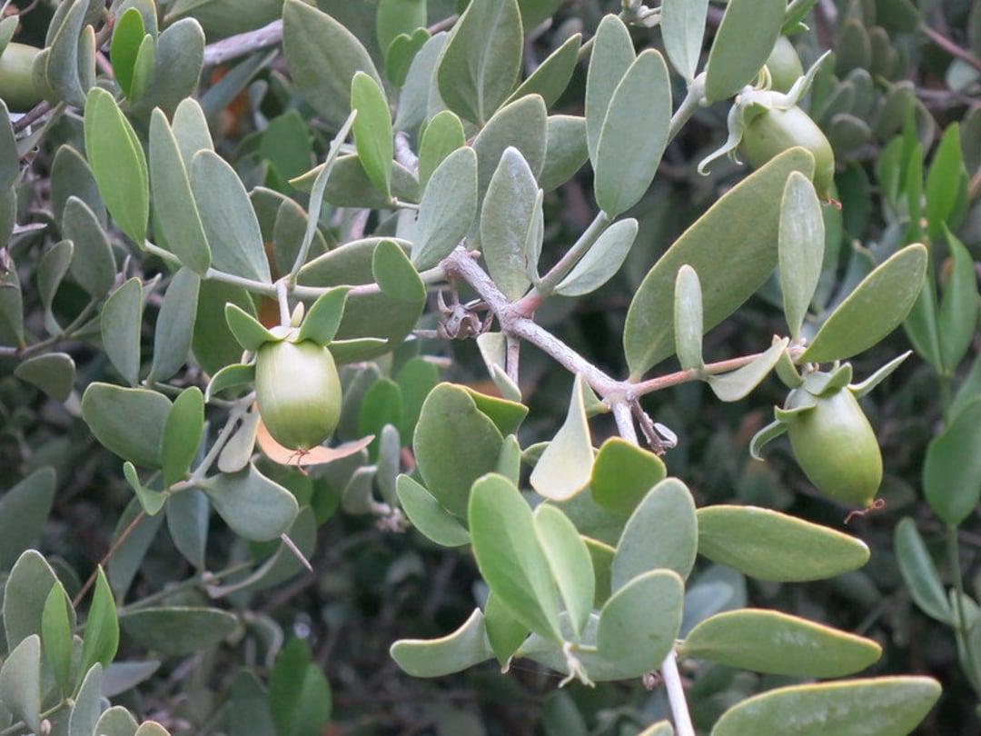 Jojoba Simmondsia Chinensis 10 Seeds - Etsy