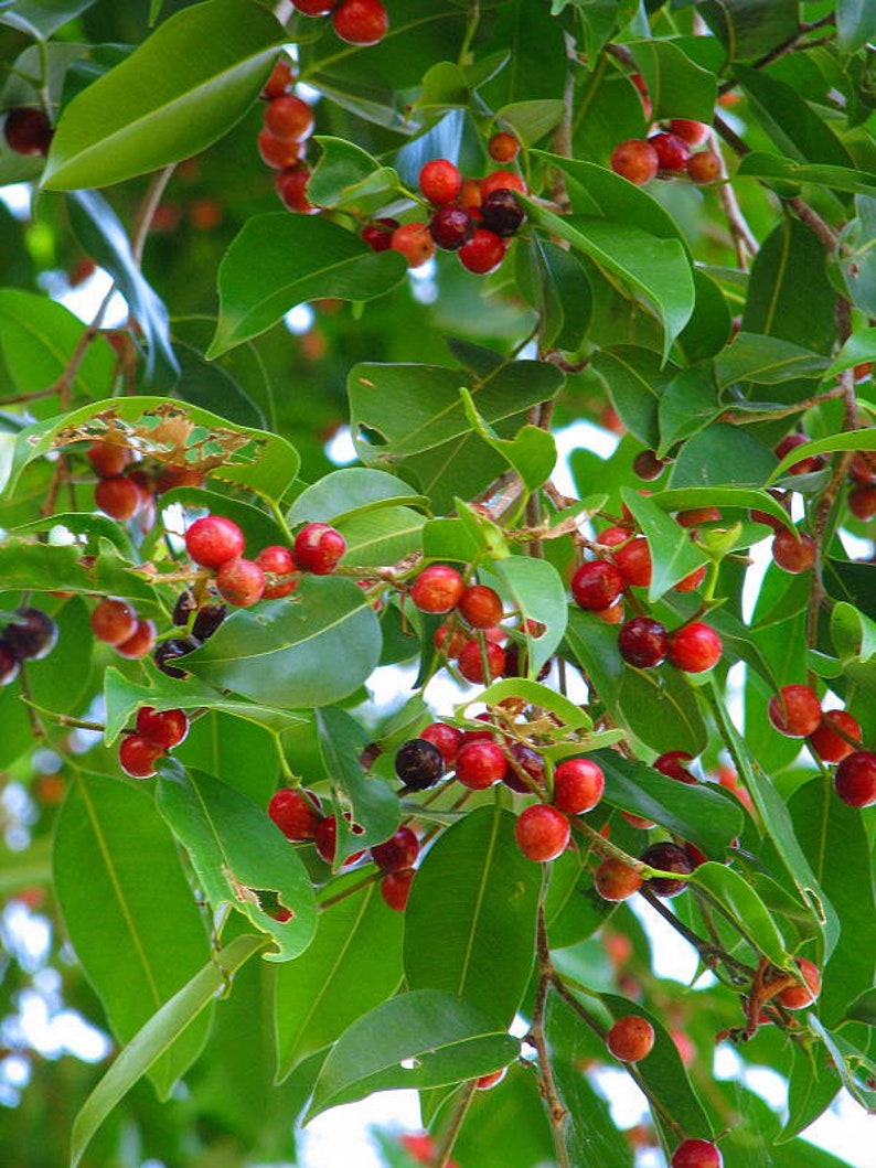 Benjamin Fig Ficus Benjamina 10 Seeds free US Shipping | Etsy