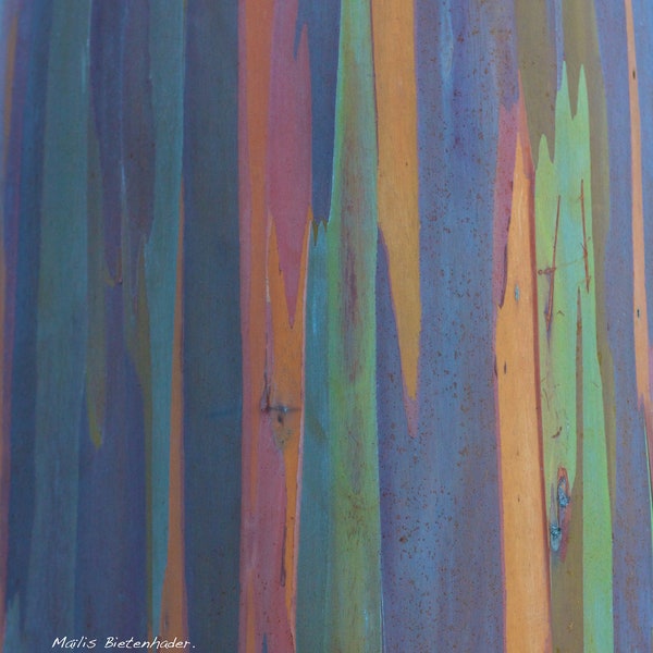 Rainbow Eucalyptus Wood - Etsy