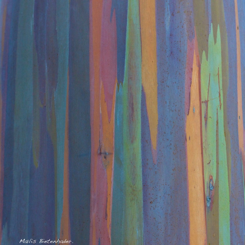 Rainbow Eucalyptus Tree - Etsy