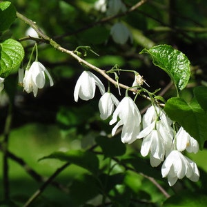 Two-wing Silverbell Halesia Diptera 10 Seeds - Etsy Australia