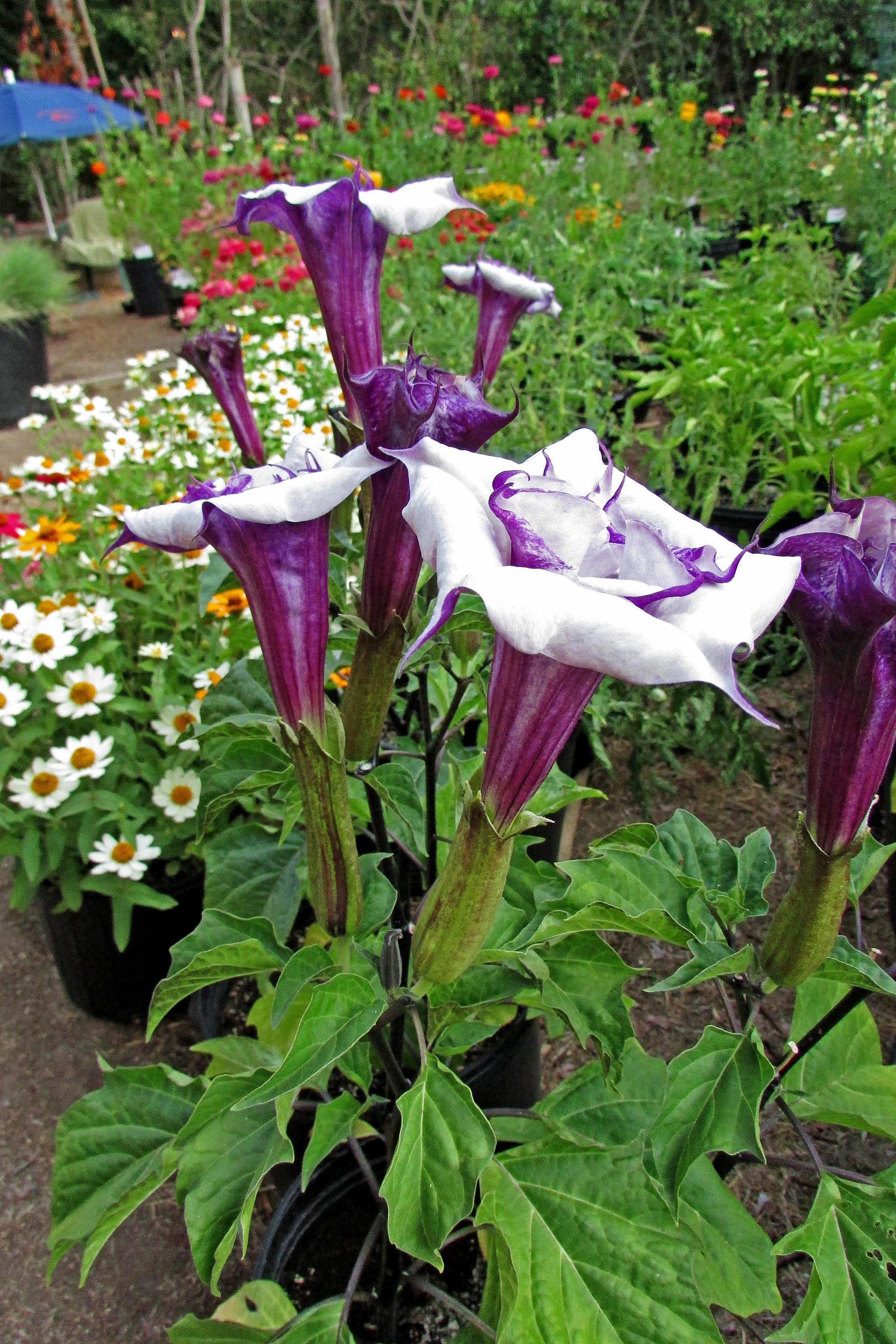 Purple Angel's Trumpet Datura Metel 20 Seeds - Etsy