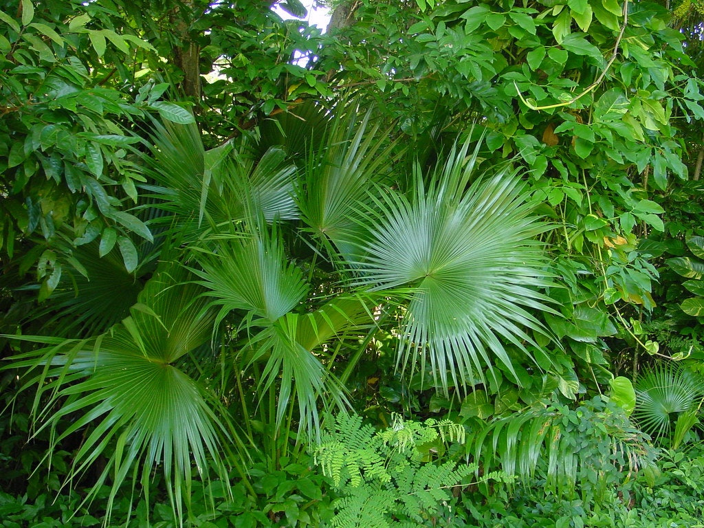 Philippine National Leaf
