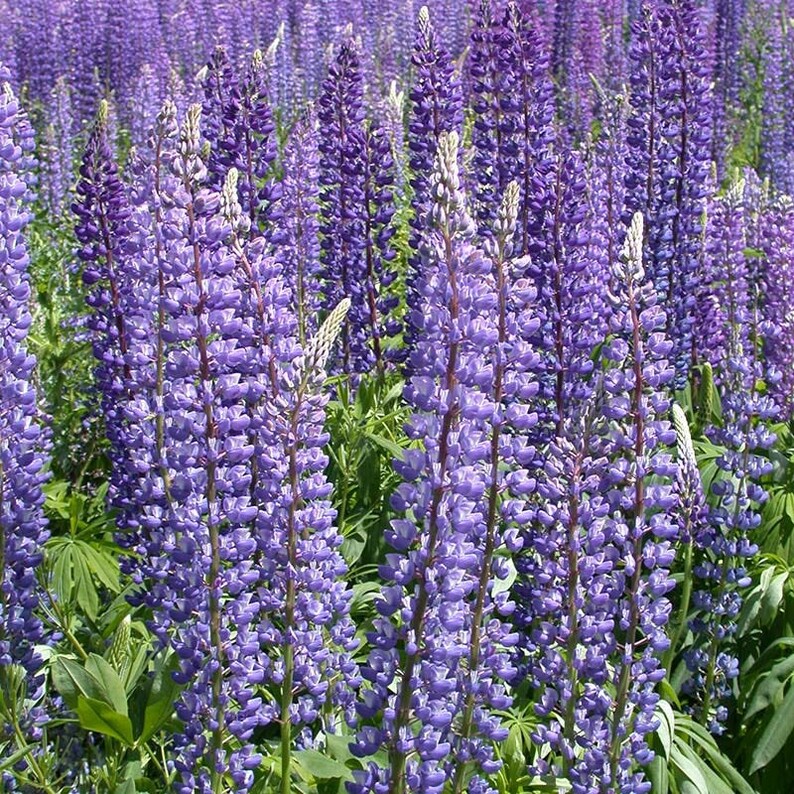 Wild Lupine Sundial Lupine Lupinus Perennis 50 Seeds - Etsy