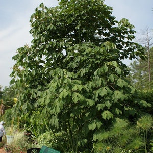 Chinese Parasol Tree Firmiana Simplex 20 Seeds - Etsy