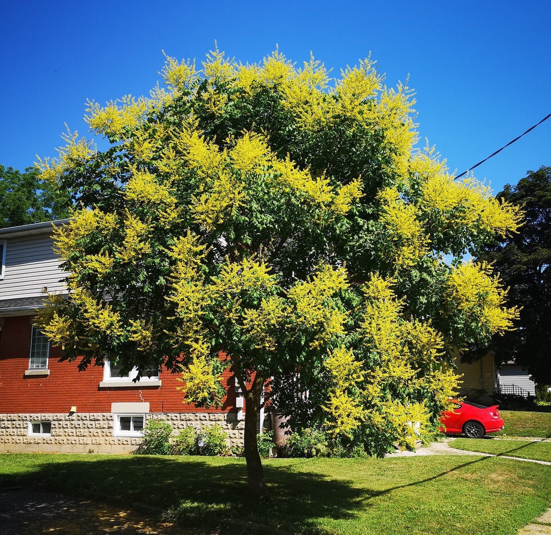 Golden Rain Tree Koelreuteria Paniculata 10 Seeds - Etsy