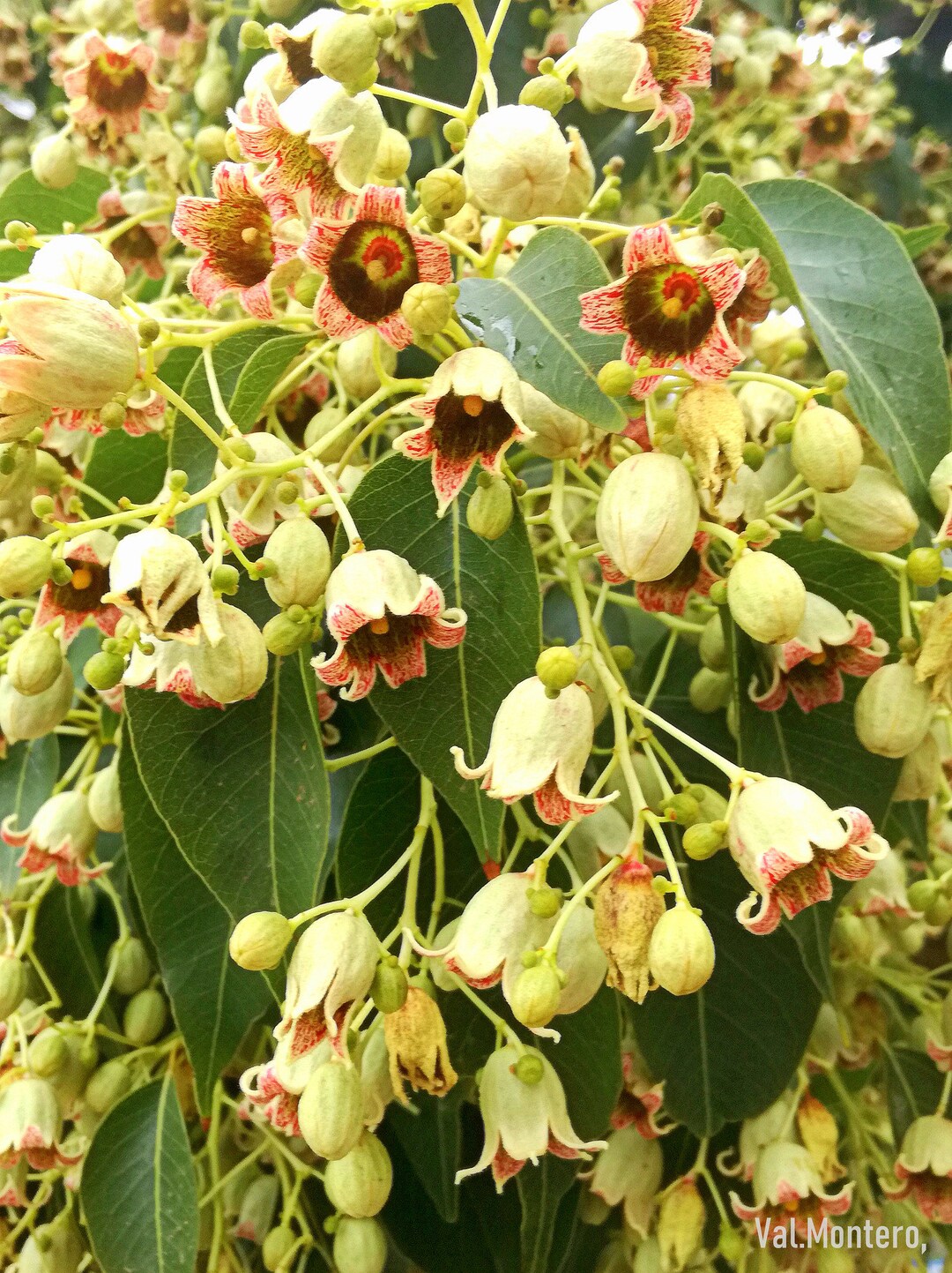 Kurrajong Bottle Tree 100 Seeds Brachychiton Populneus - Etsy