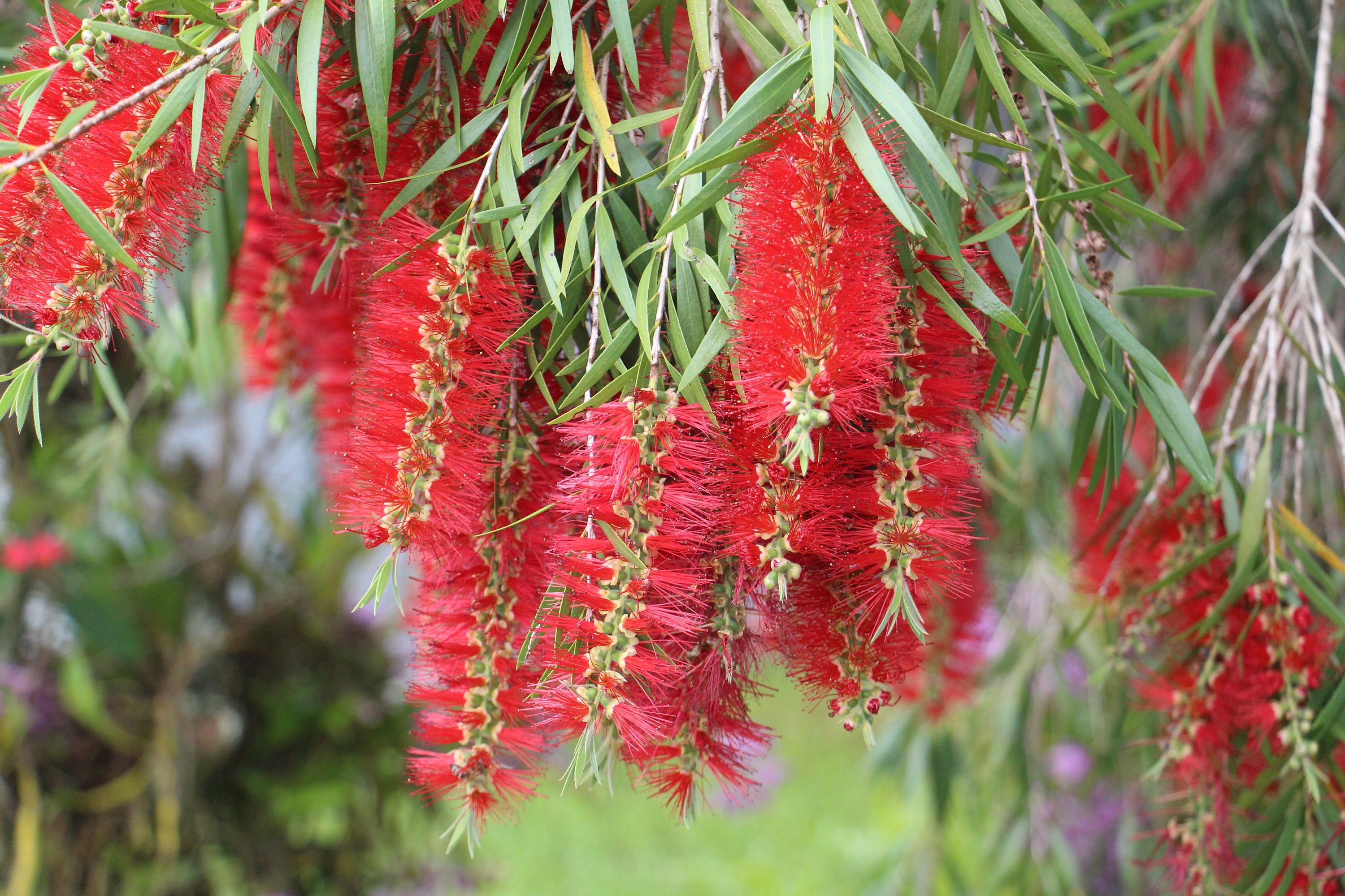 Callistemon Viminalis Leaf
