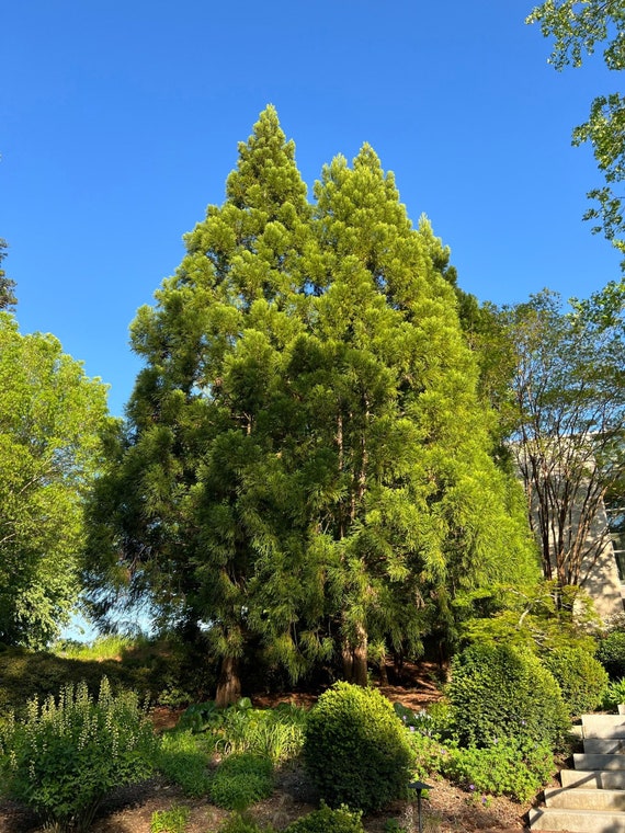 Japanese Cedar Cryptomeria Japonica 10 Seeds free US - Etsy