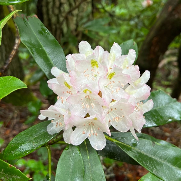 Rhododendron - Etsy