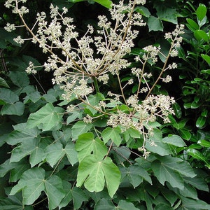 Chinese Parasol Tree Firmiana Simplex 20 Seeds - Etsy