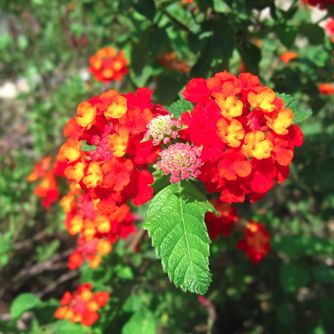 Red Lantana Shrub Verbana Lantana Camara 20 Seeds - Etsy
