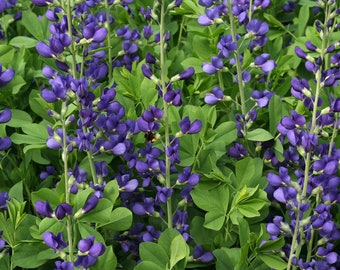 50 False Blue Indigo Seeds / Baptisia Australis - Etsy