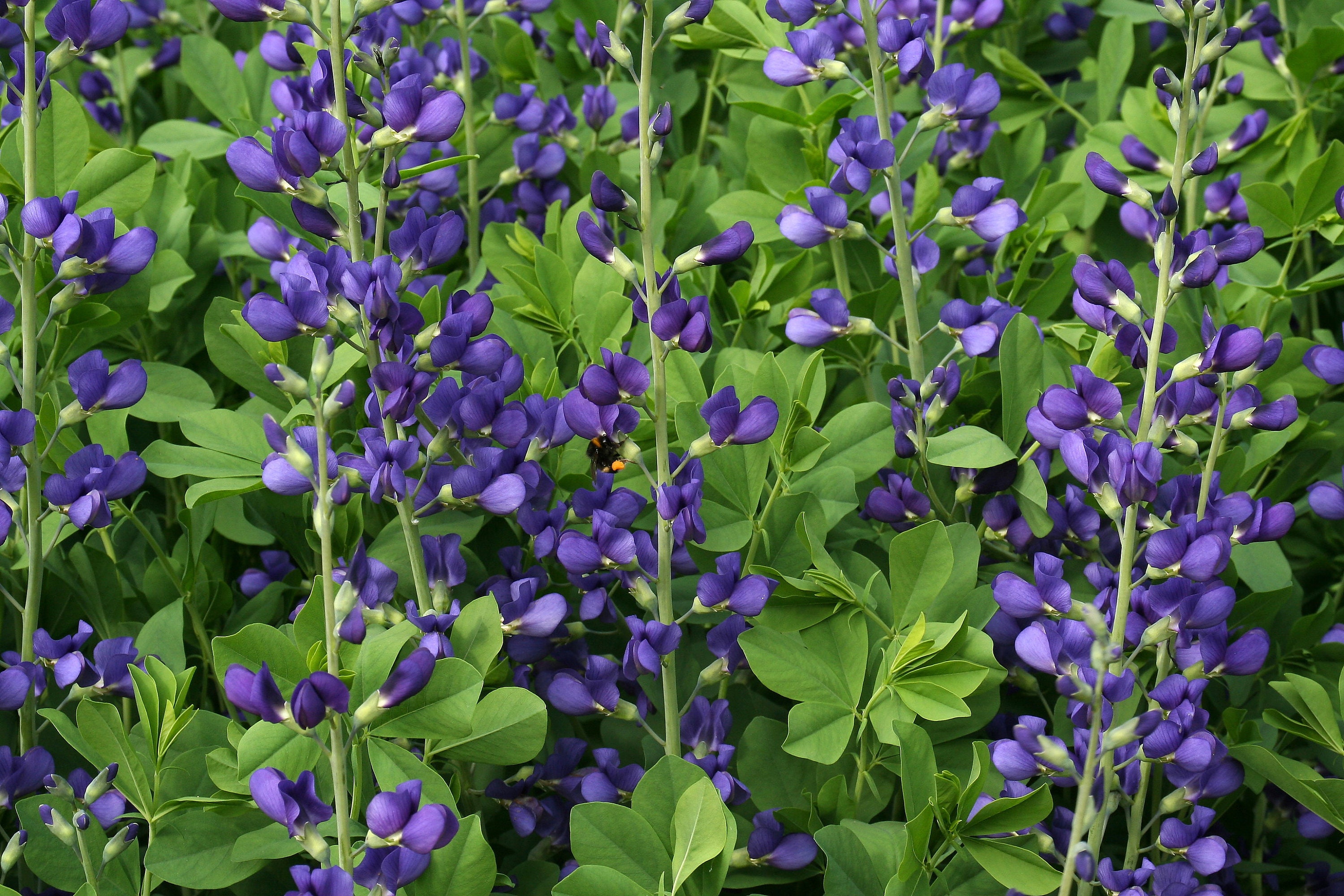 Baptisia Australis Drawing