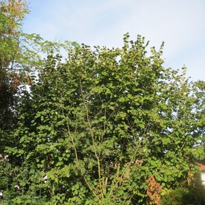 European Hazelnut Corylus Avellana 5 Seeds - Etsy