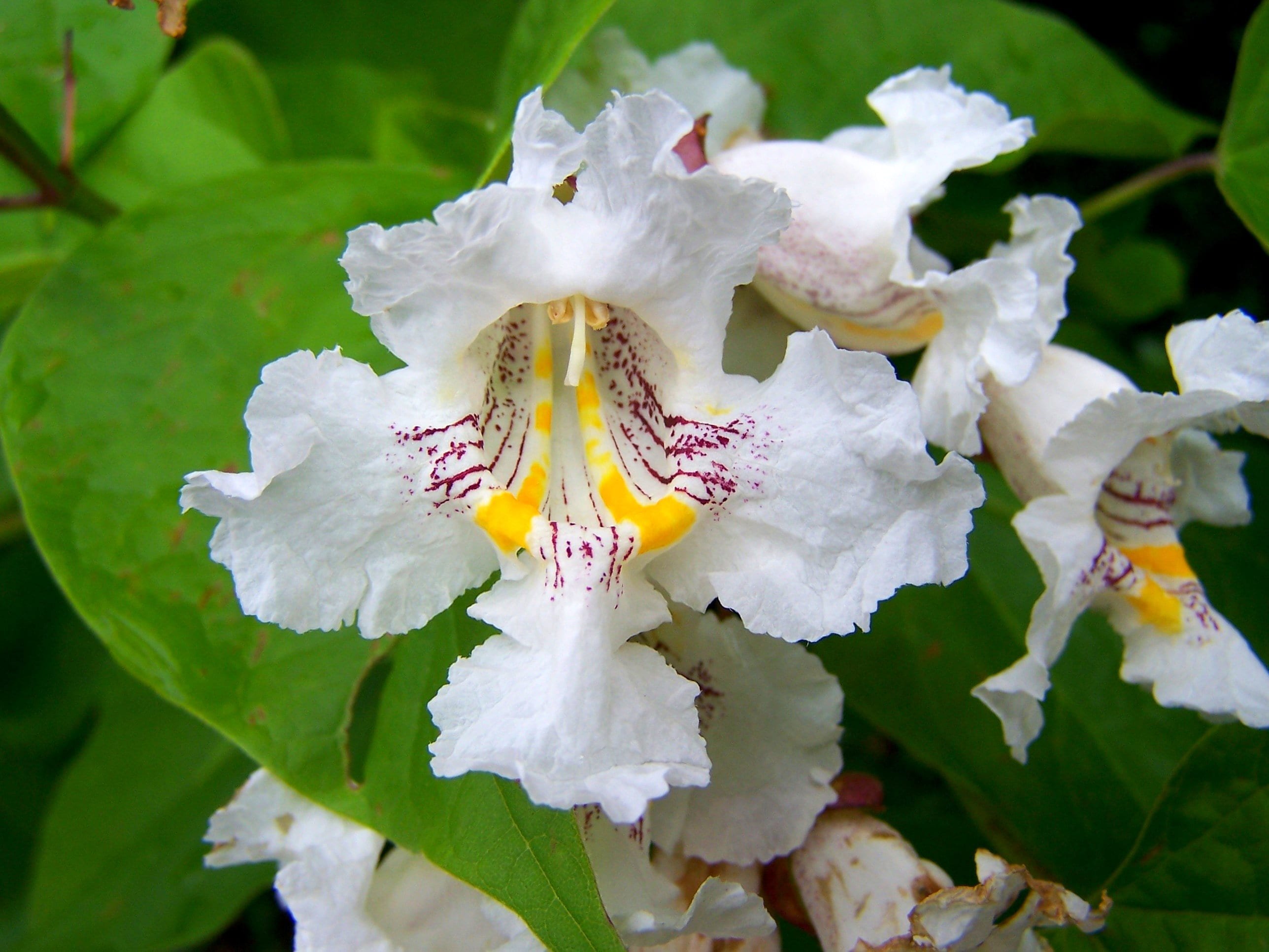 Northern Catalpa Catalpa Speciosa 20 Seeds - Etsy