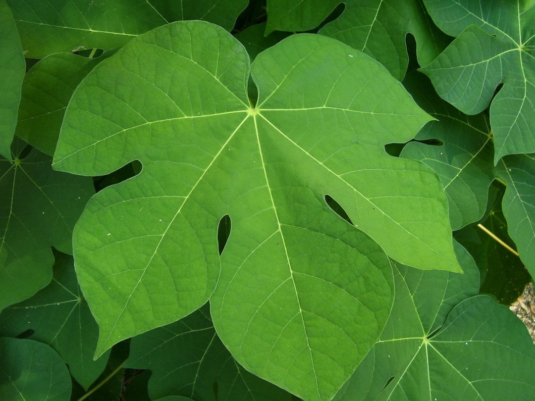 Chinese Parasol Tree Firmiana Simplex 20 Seeds - Etsy