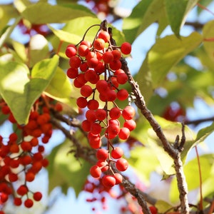 Igiri Tree 100 Seeds Idesia Polycarpa - Etsy