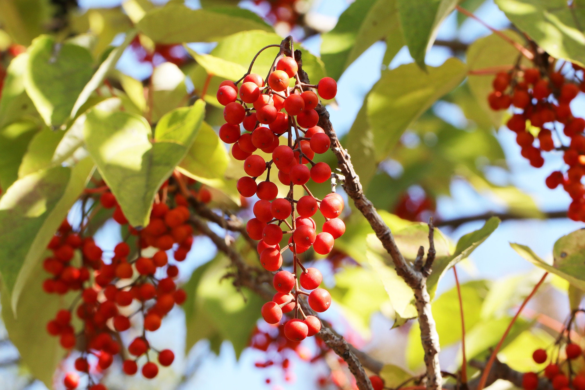 Wonder Tree Igiri Tree Idesia Polycarpa 10 Seeds free US | Etsy