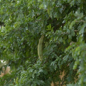 Texas Ebony 10 Seeds Pithecellobium Flexicaule - Etsy