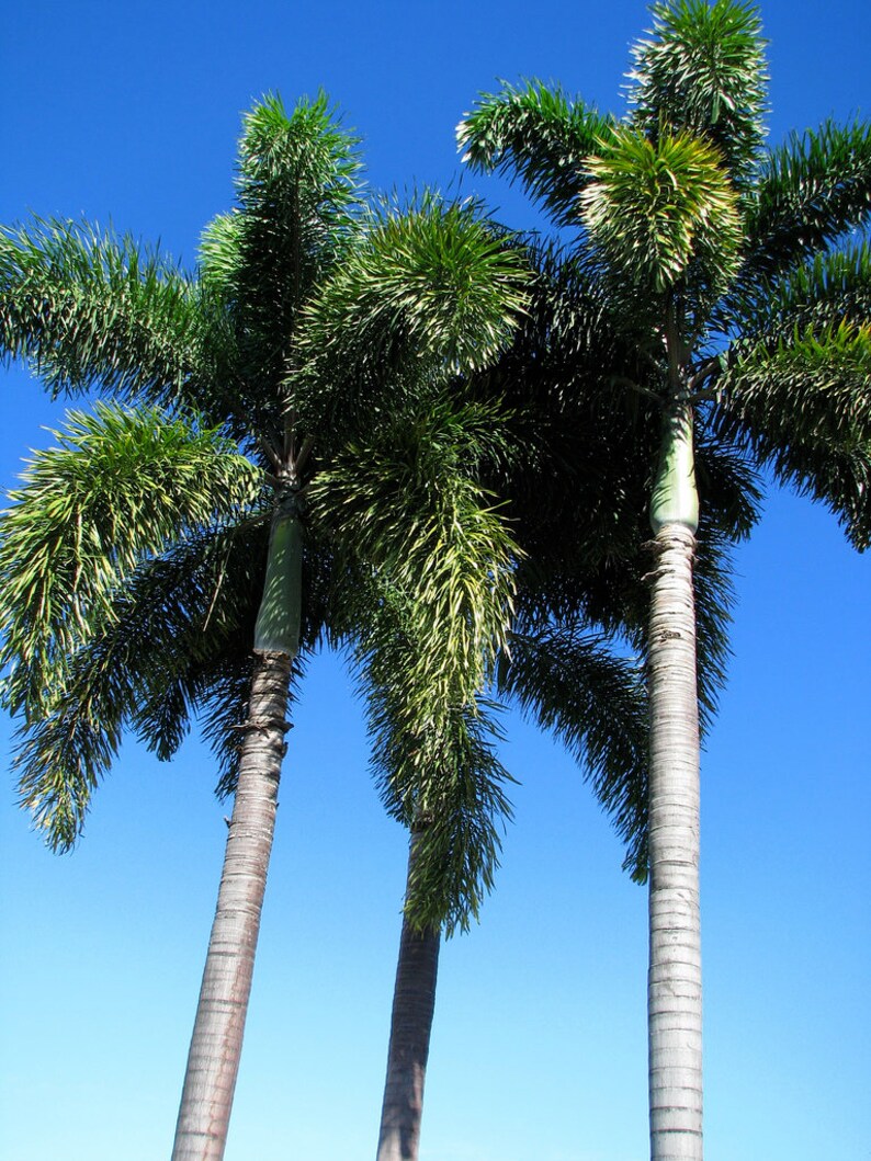 Foxtail Palm Wodyetia Bifurcata 10 Seeds Etsy foxtail-palm-wodyetia-bifurcata-10-seeds-etsy