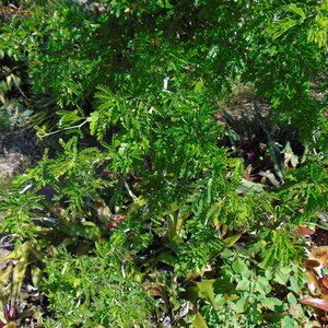 Texas Ebony 10 Seeds Pithecellobium Flexicaule - Etsy