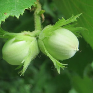 European Hazelnut Corylus Avellana 5 Seeds - Etsy