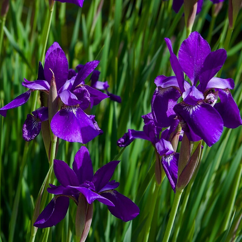 Water Iris - Etsy