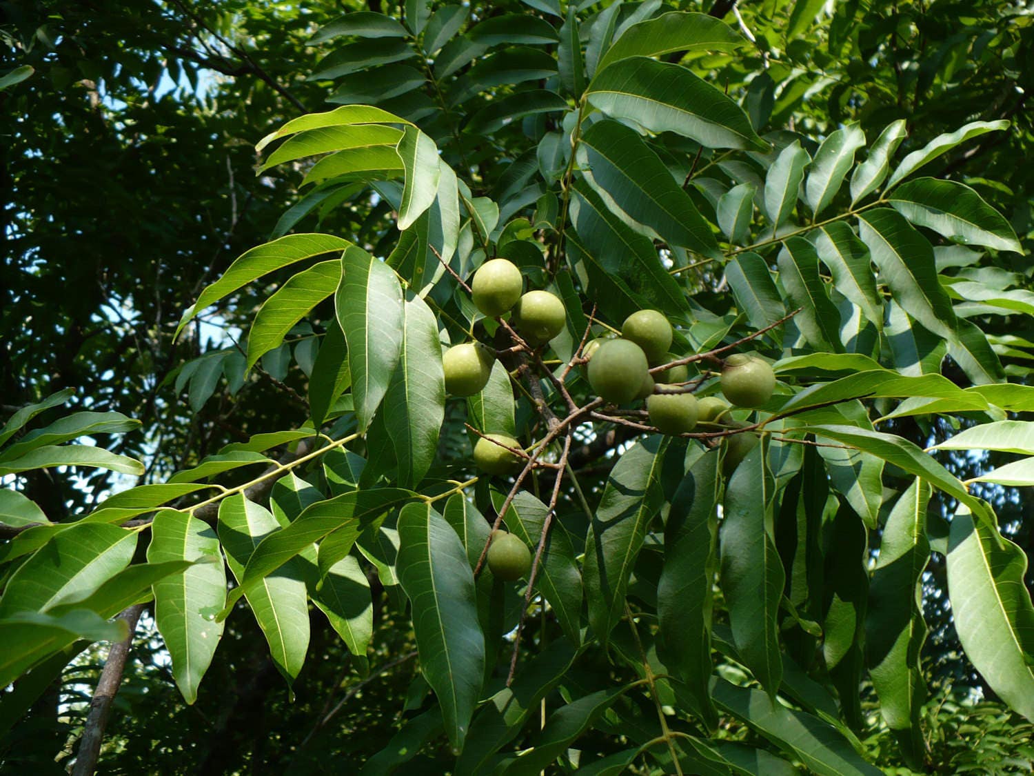 Florida Soapberry Sapindus Marginatus 10 Seeds - Etsy