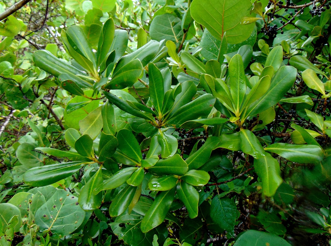 Myrsine Seeds Rapanea Guianensis 20 Seeds - Etsy