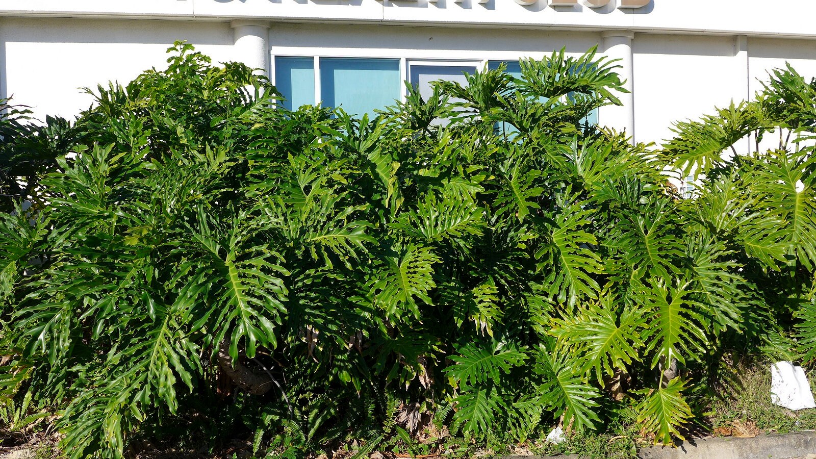 Tree Philodendron Philodendron Selloum 20 Seeds - Etsy