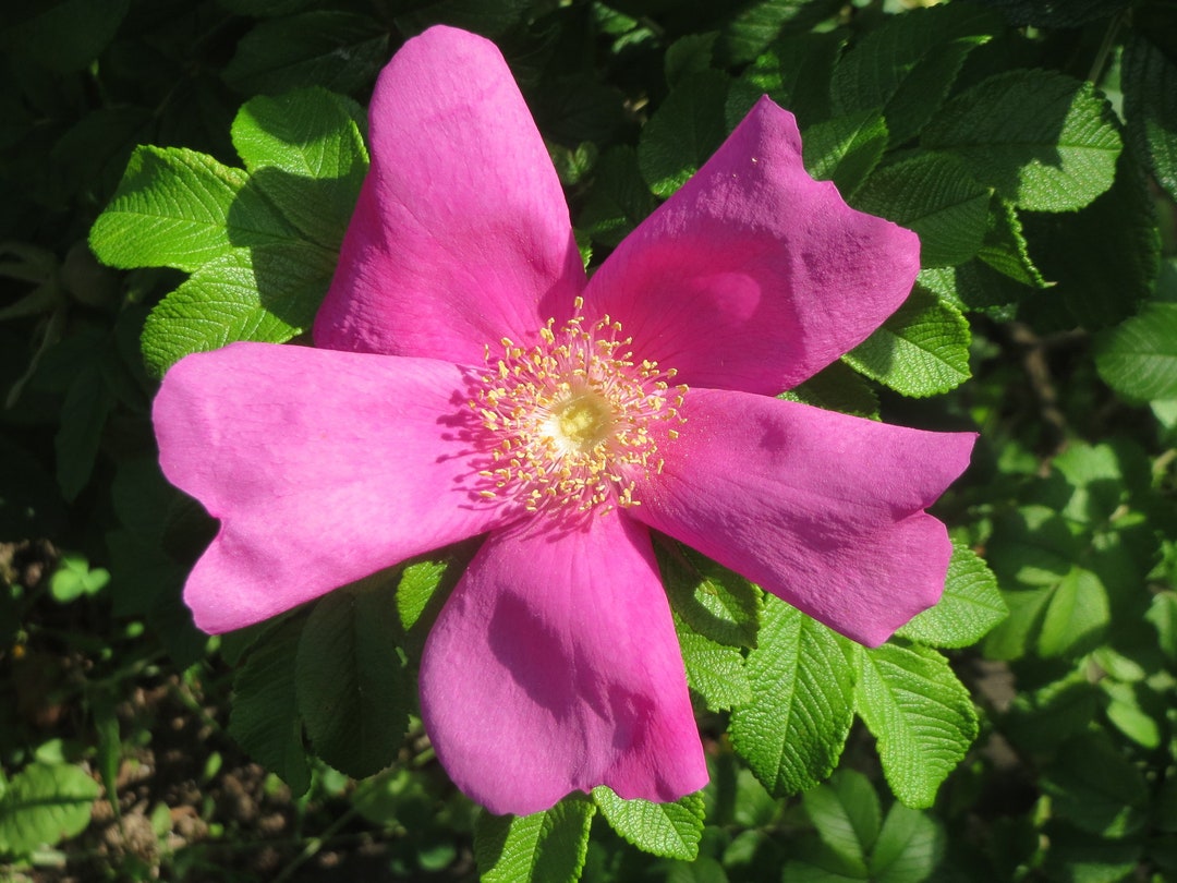 Rugosa Rose Beach Rose Rosa Rugosa 100 Seeds - Etsy